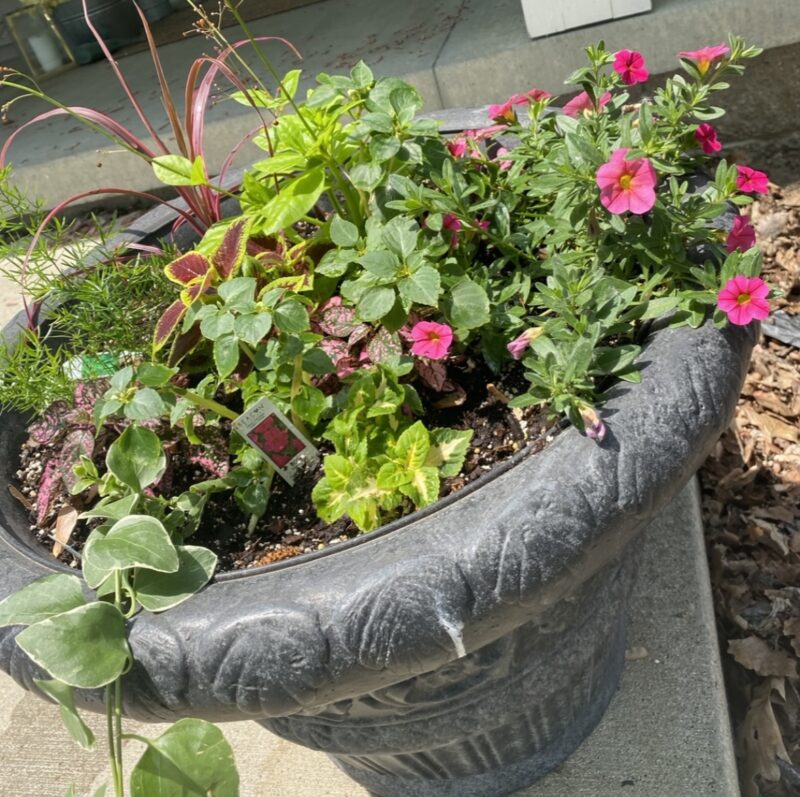 Container Gardening Tips - 4 Must Have Products to Make Your Container ...