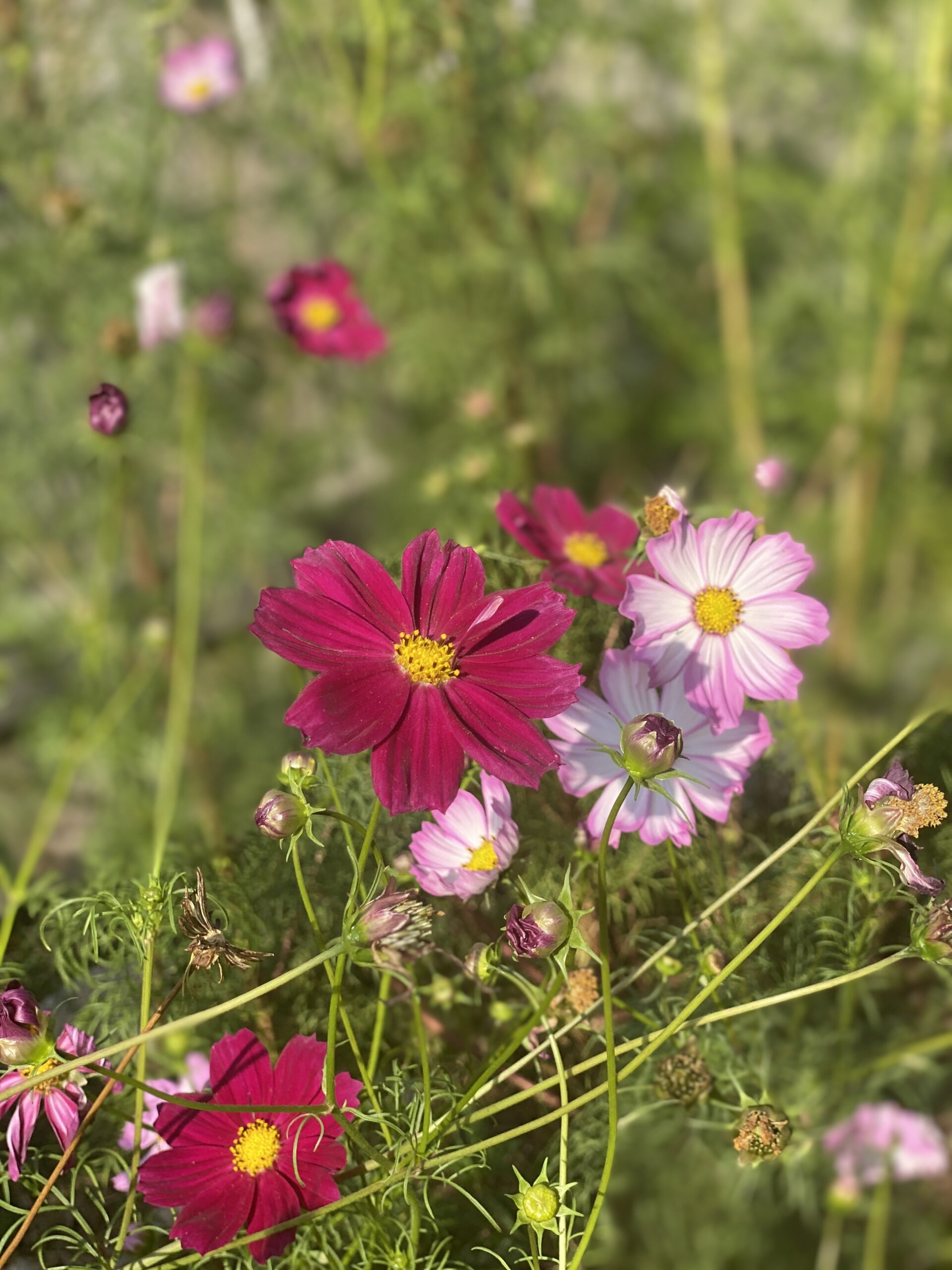 COSMOS FLOWERS - GROW THEM FOR THE BEES - The Slowestuff Blog