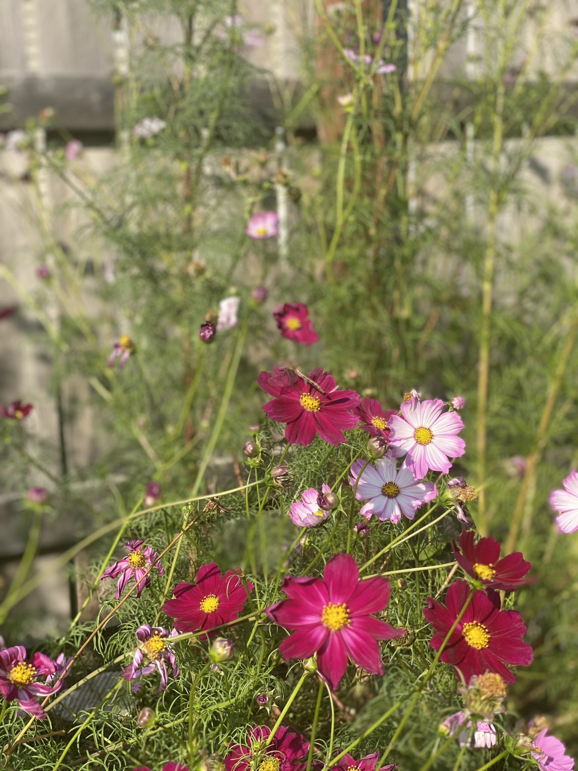 COSMOS FLOWERS - GROW THEM FOR THE BEES - The Slowestuff Blog
