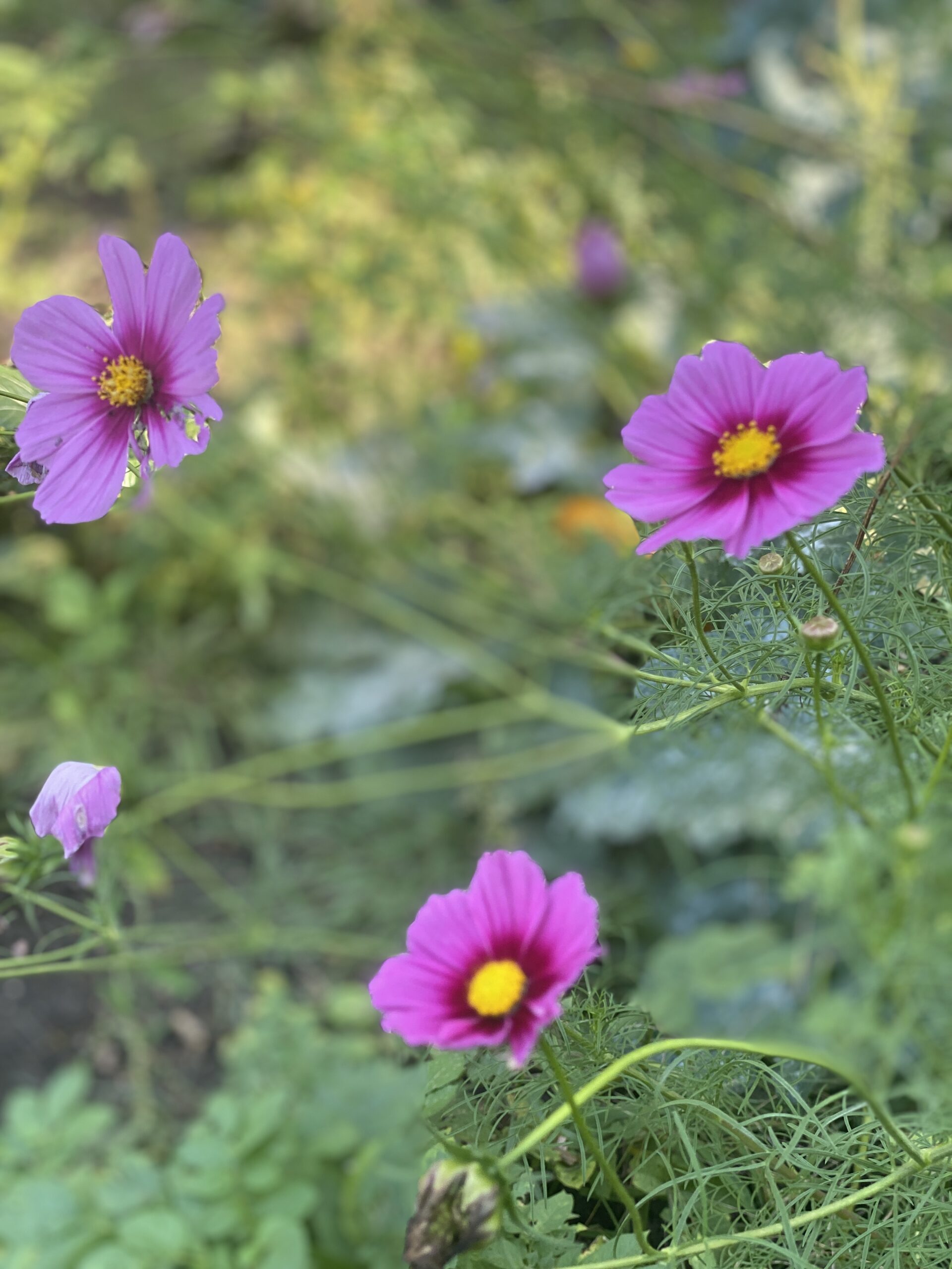 COSMOS FLOWERS - GROW THEM FOR THE BEES - The Slowestuff Blog
