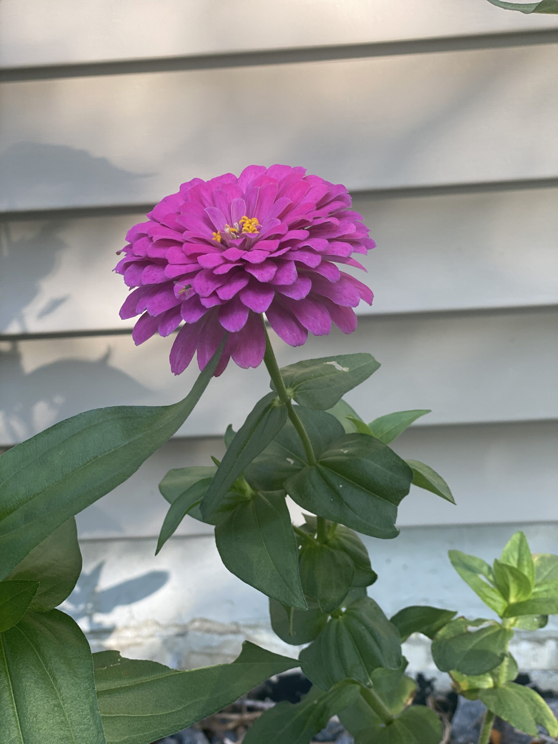 Are Zinnias Perennials or Annuals? It Depends! - The Slowestuff Blog