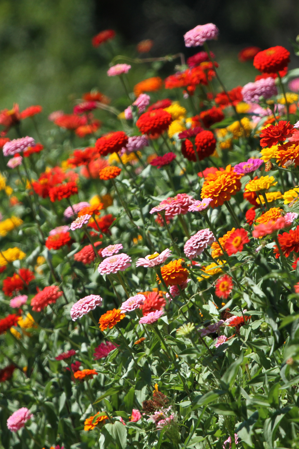 Are Zinnias Perennials or Annuals? It Depends! - The Slowestuff Blog