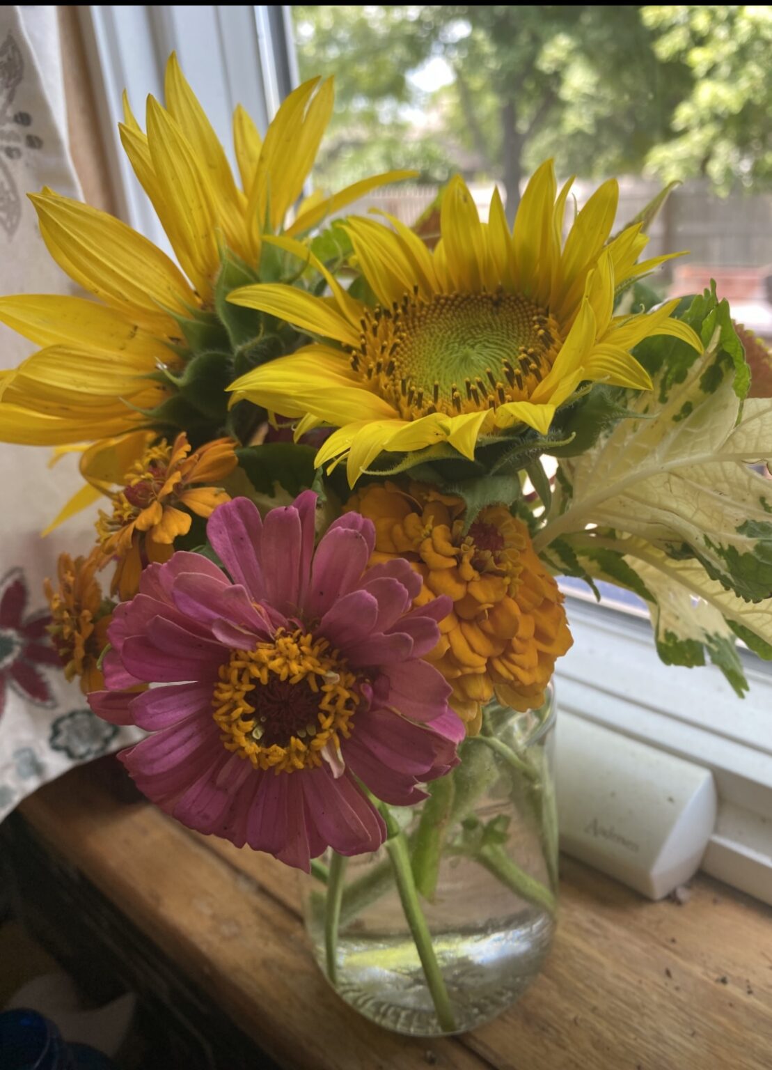 Are Zinnias Perennials or Annuals? It Depends! - The Slowestuff Blog