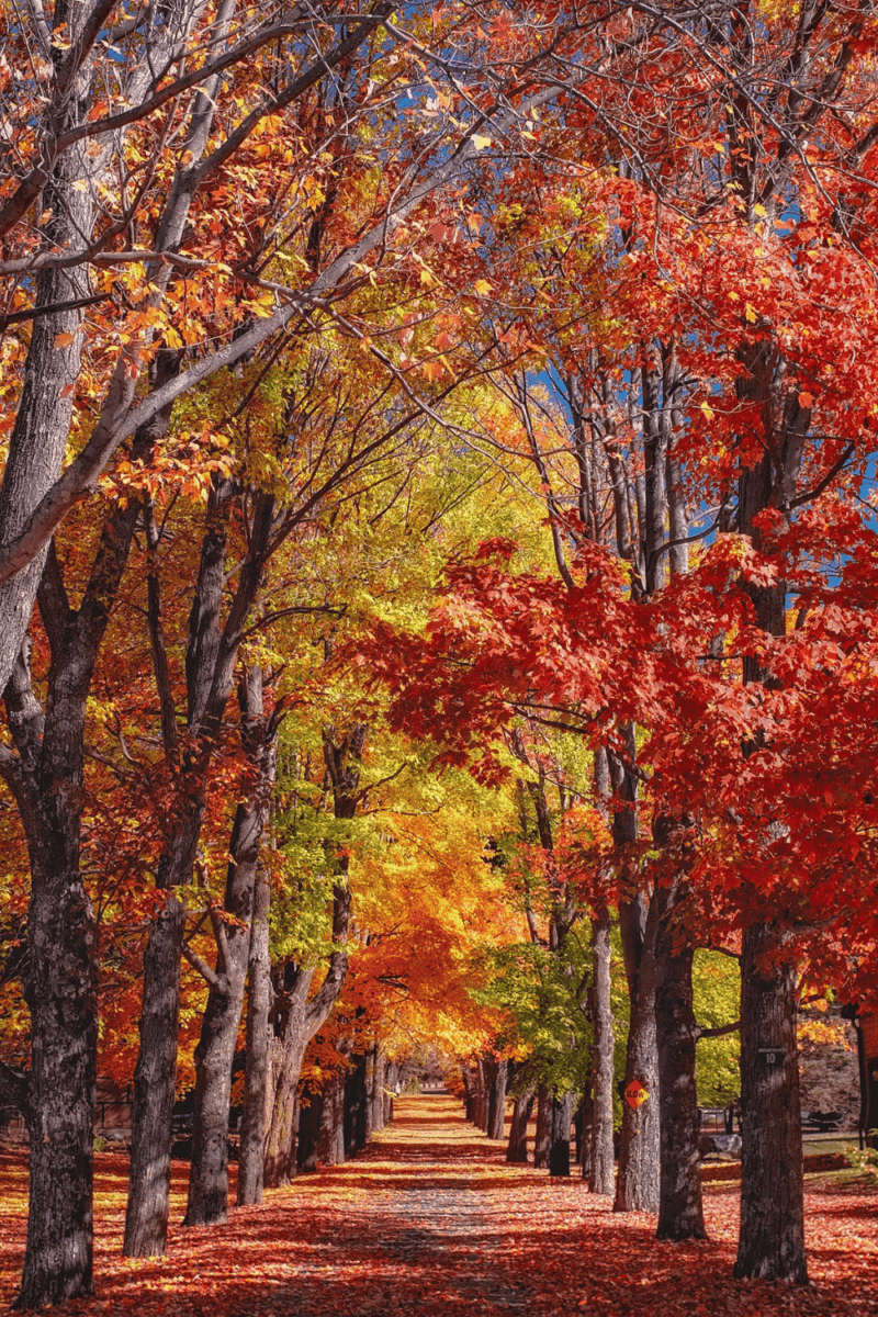 30 Fall Kitchen Decor Ideas To Welcome Autumn - The Slowestuff Blog