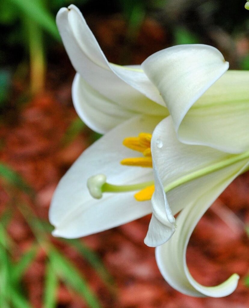 25 Beautiful Bouquets - The Best Flowers for Easter - The Slowestuff Blog