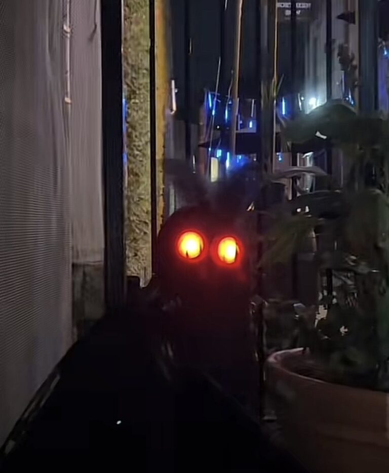 Viral TikTok DIY Mothman Costume: How To Make Your Own - The Slowestuff ...